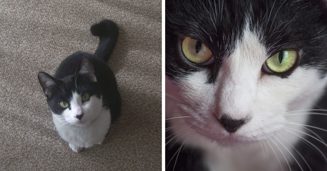 Our Little Black And White Stray Cat Began Life As A Piano, And Now He ...
